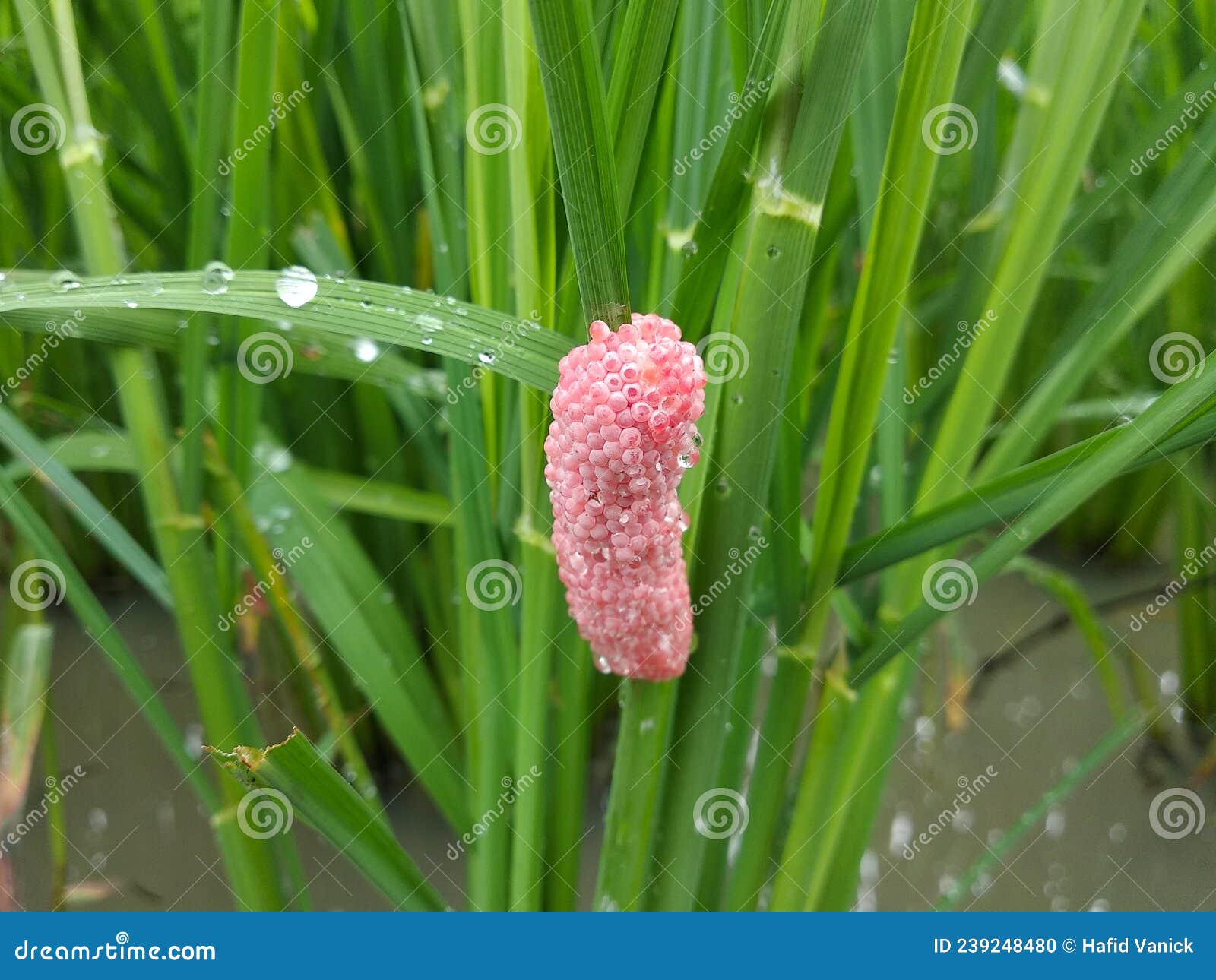 Golden Snail Eggs on the Stems of Rice Plants Stock Photo - Image of ...