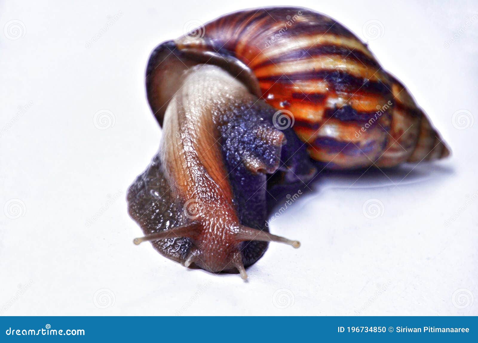 Snail Isolated Snail Shell On White Background Close Up Of Snail Shell ...