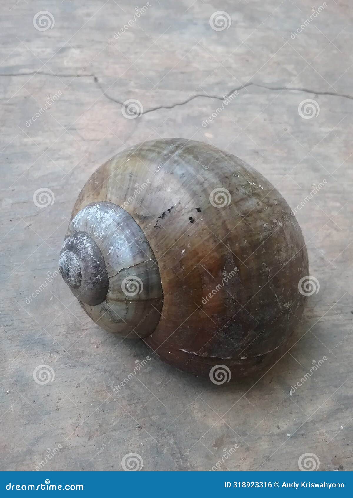 A Golden Snail Shell with a Spiral Shape on Its Tail. Stock Photo ...