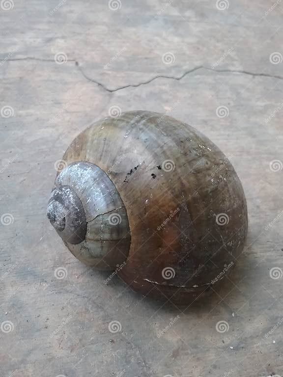 A Golden Snail Shell with a Spiral Shape on Its Tail. Stock Photo ...