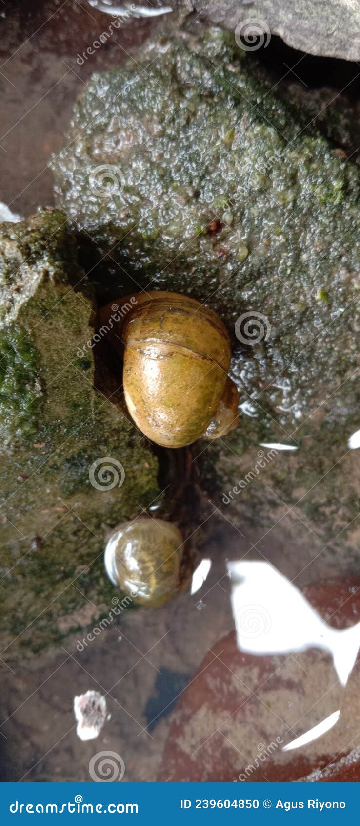 Golden Snail in a Small River Stock Photo - Image of river, water ...