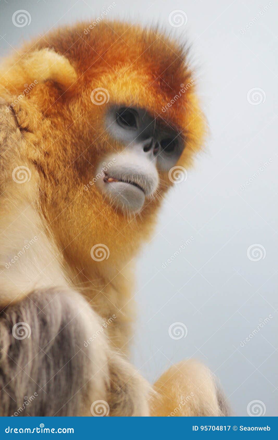 Golden Snub Nosed Monkey at 2016 Stock Image - Image of animals, cute ...