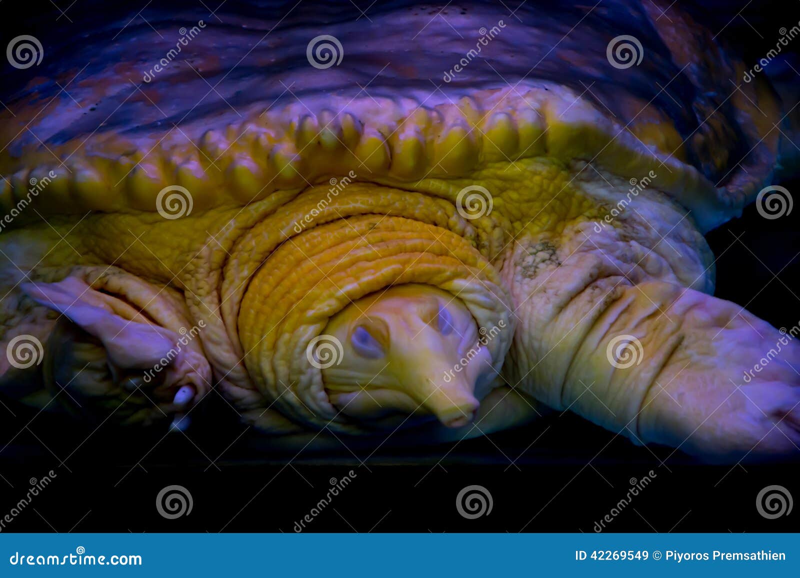 Golden Soft Shelled Turtle stock image. Image of soft - 42269549