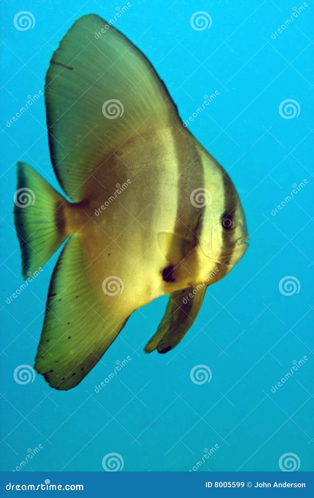 Golden spadefish stock image. Image of animals, marine - 8005599