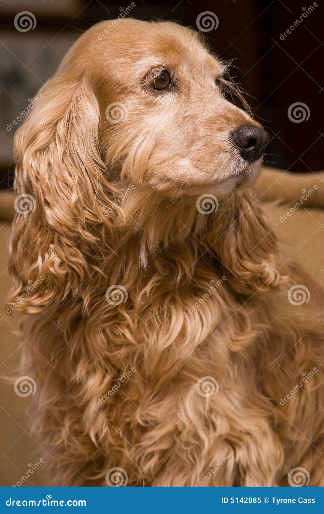 Golden spaniel portrait stock image. Image of cocker, brown - 5142085