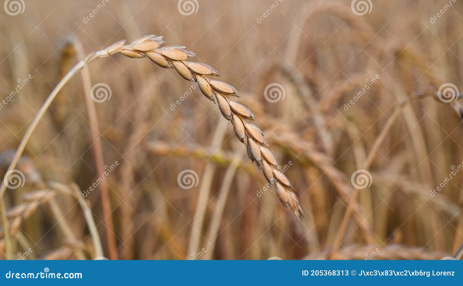 Golden spelt field stock image. Image of cultivation - 205368313