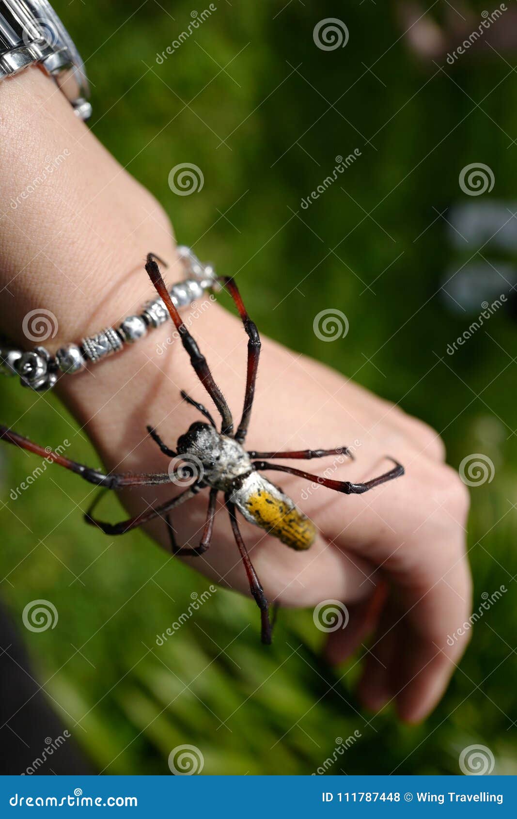 Golden Spider in Madagascar Stock Photo - Image of poisonous, africa ...