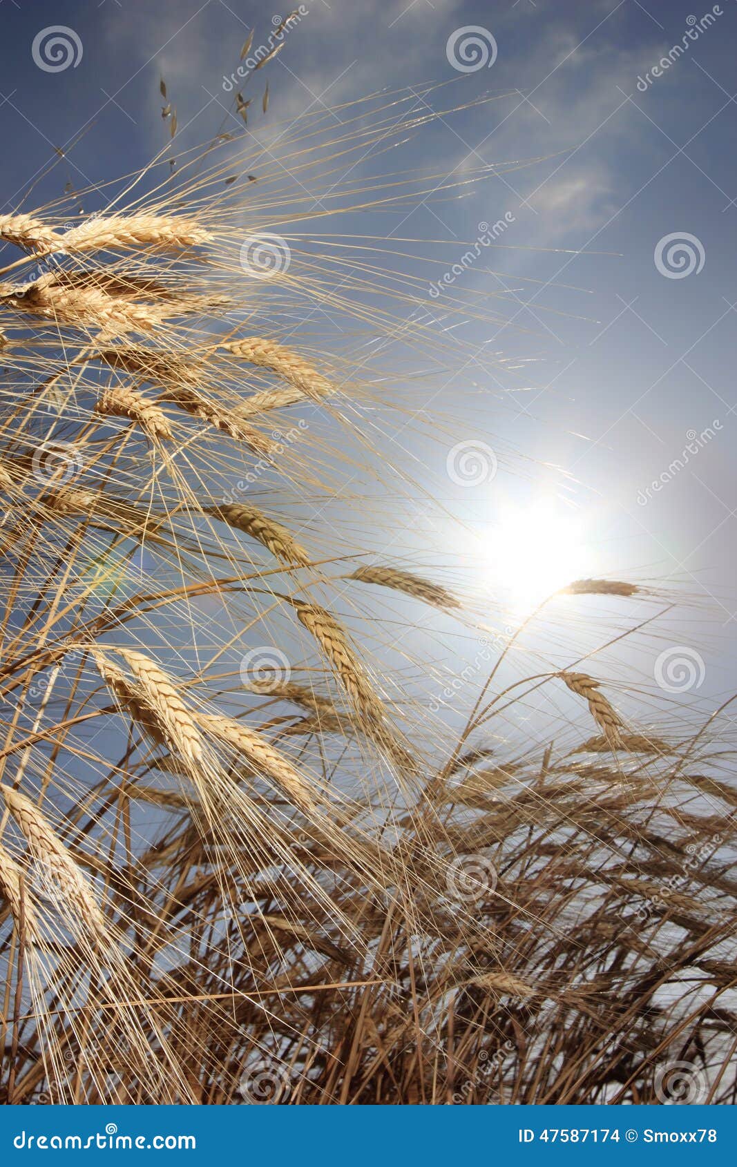 Golden Spike Against the Sun Stock Photo - Image of nature, golden ...