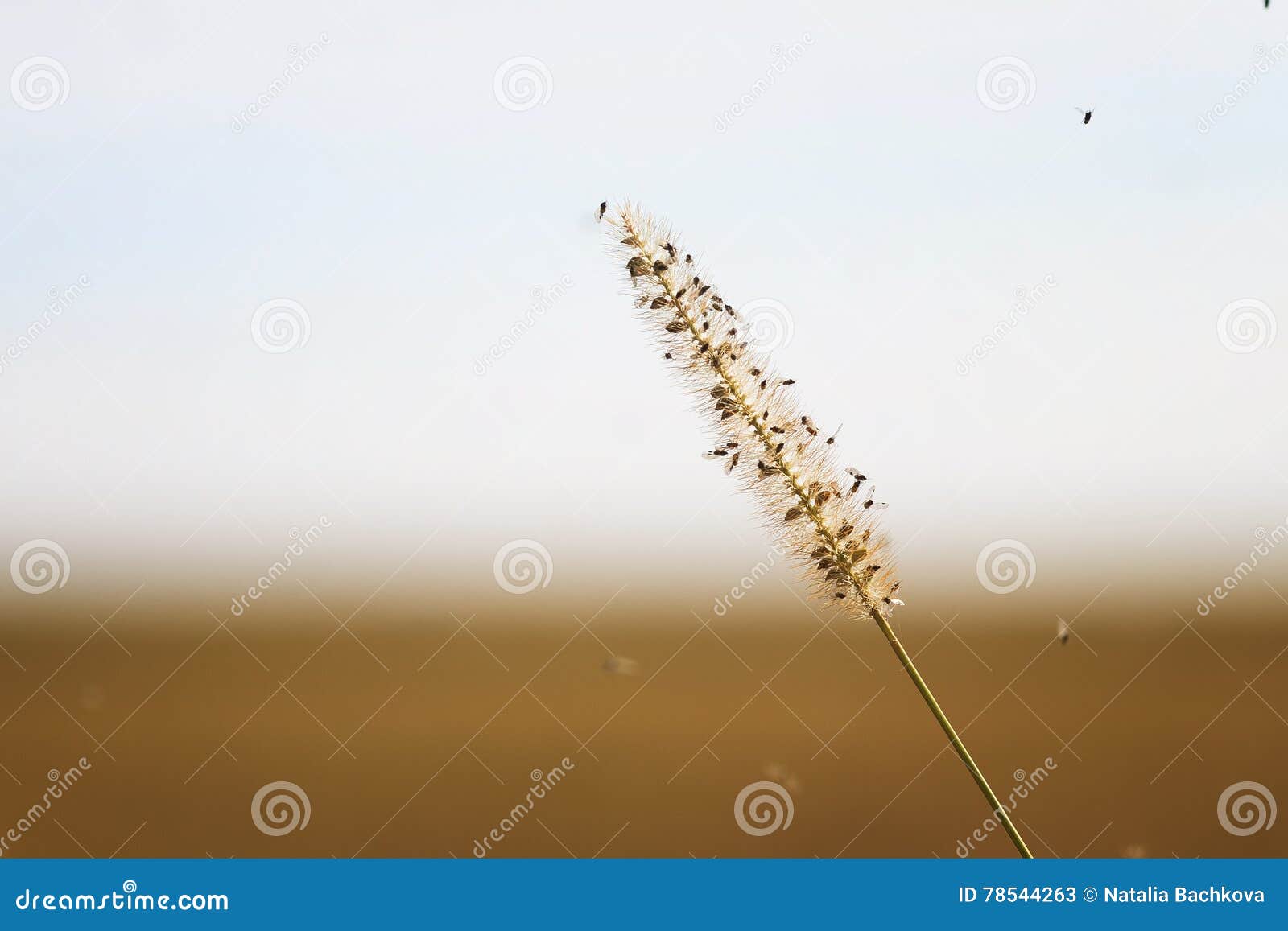 Golden Spike is Covered in Small Flies Stock Image - Image of parasitic ...