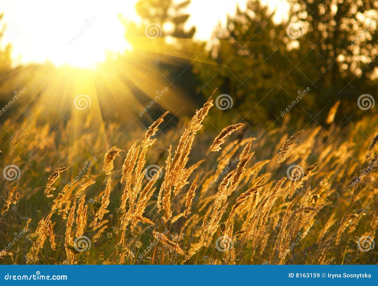 Golden Spikes Picture. Image: 8163159