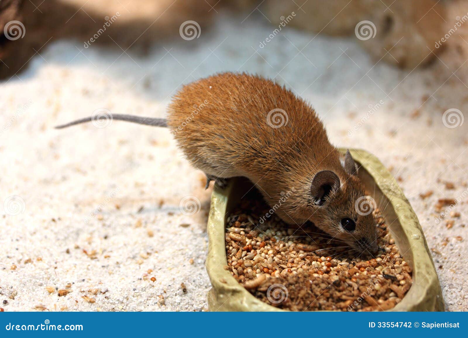Golden spiny mouse stock photo. Image of square, mouse - 33554742