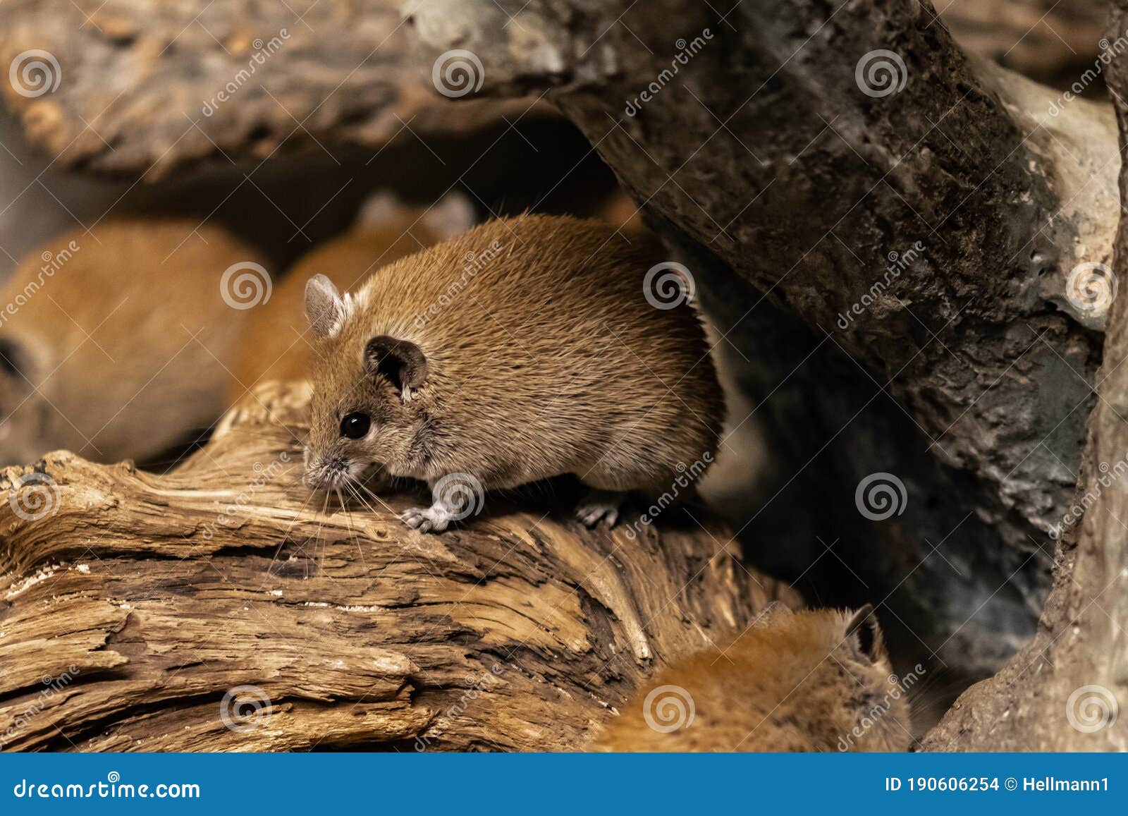 Golden Spiny Mouse stock photo. Image of rock, golden - 190606254 Golden Spiny Mouse stock photo. Image of rock, golden - 190606254