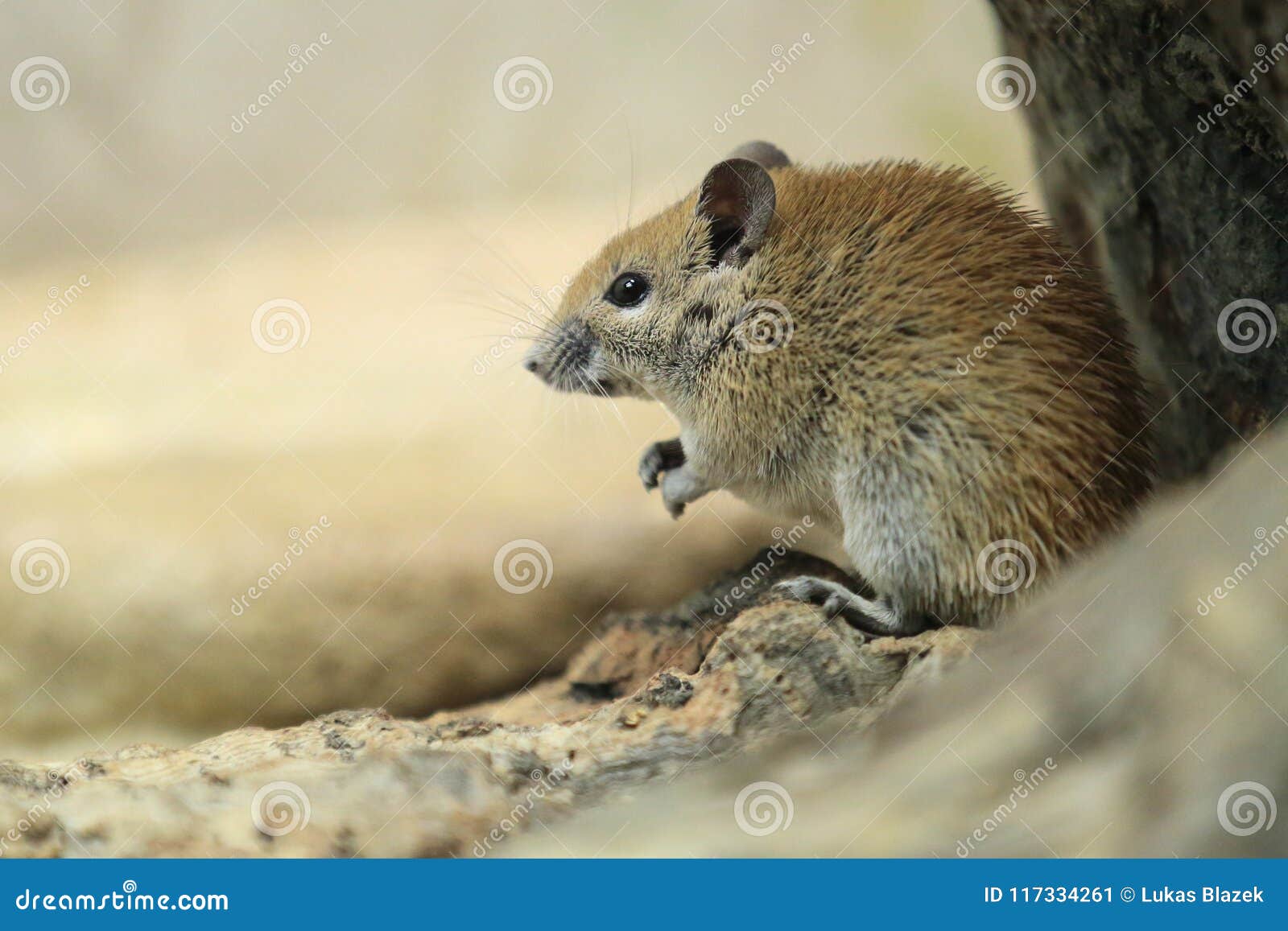 Golden spiny mouse stock image. Image of animal, mouse - 117334261 Golden spiny mouse stock image. Image of animal, mouse - 117334261