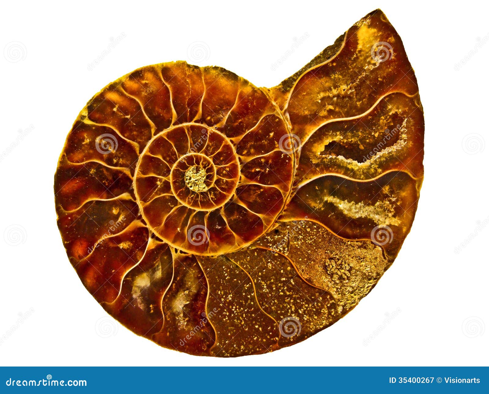 Golden Spiral Texture Inside Ammonite Shell Stock Image - Image of ...