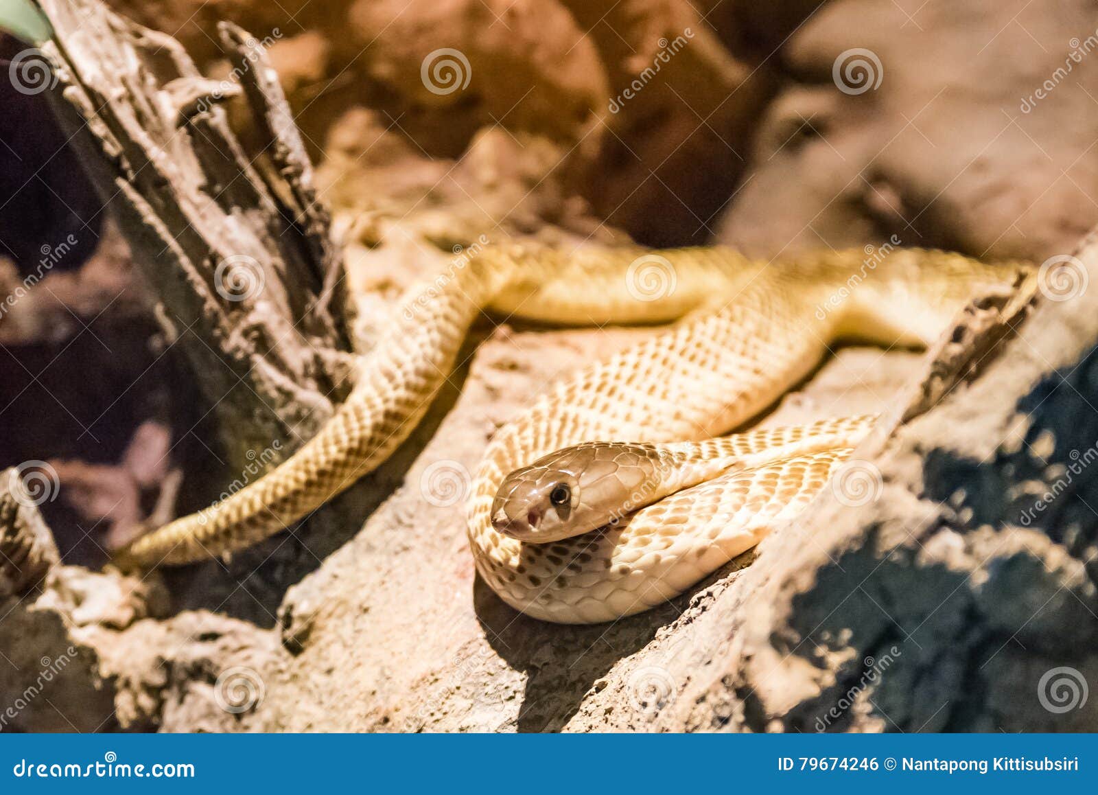 Golden spitting cobra stock photo. Image of reptile, nature - 79674246
