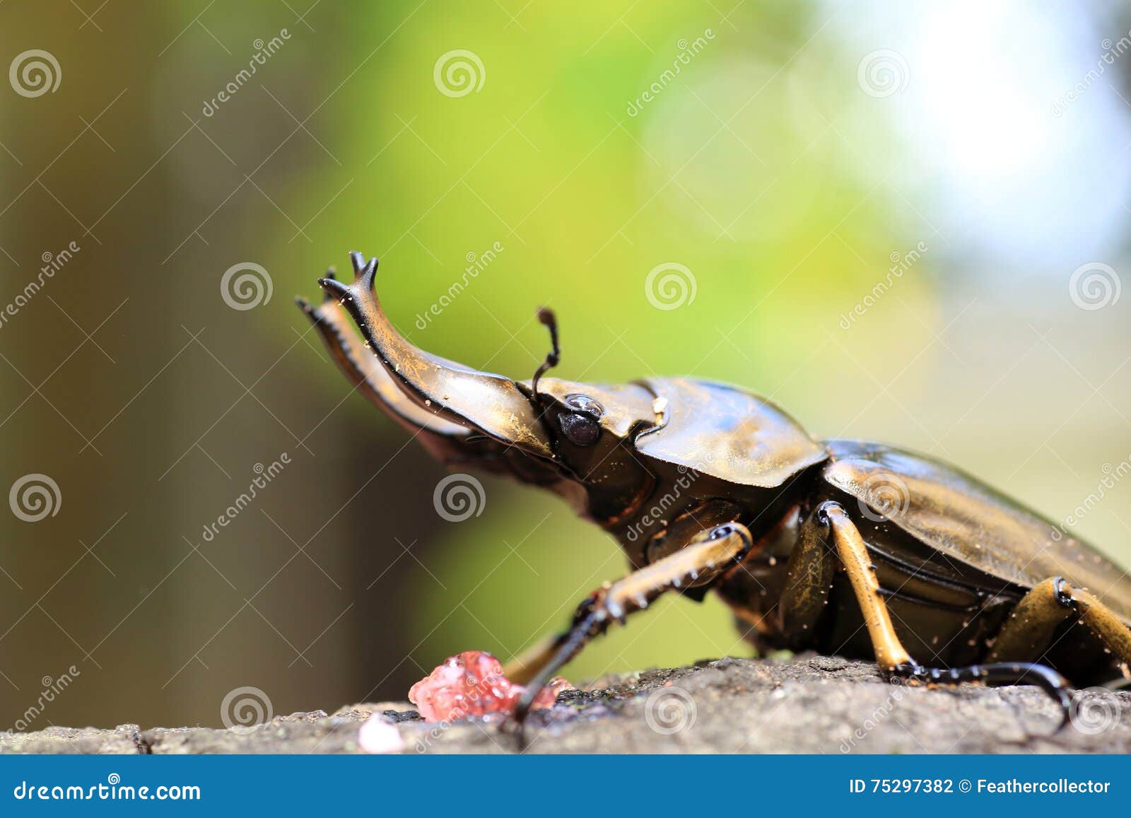 Golden Stag Beetle Stock Photography | CartoonDealer.com #75299030