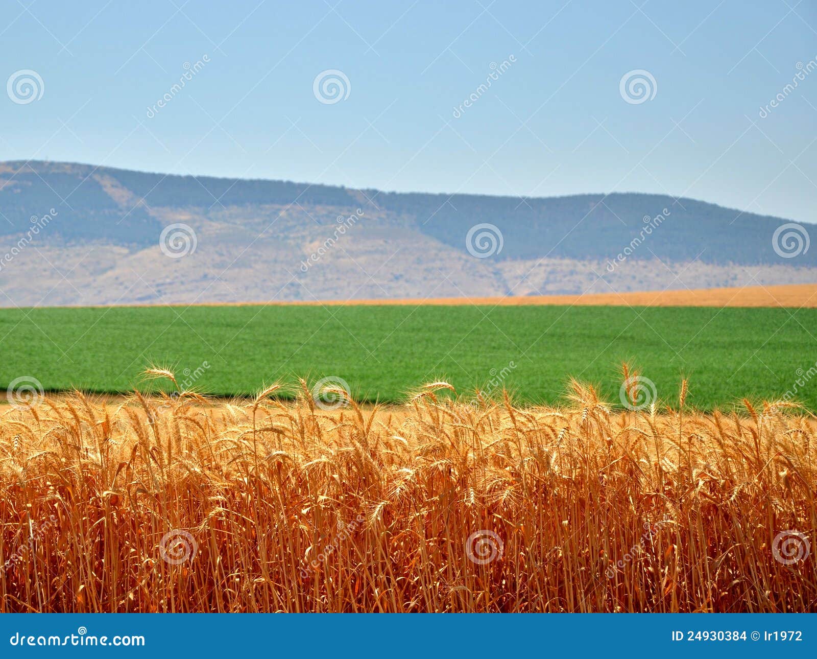 Colours of Israel stock photo. Image of flour, farming - 24930384