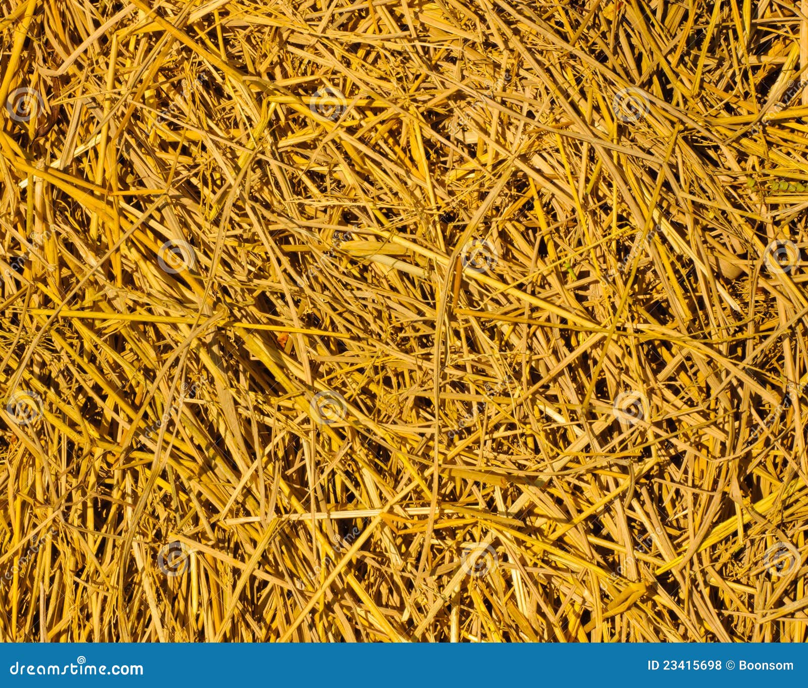 Golden straw stock photo. Image of agriculture, golden - 23415698