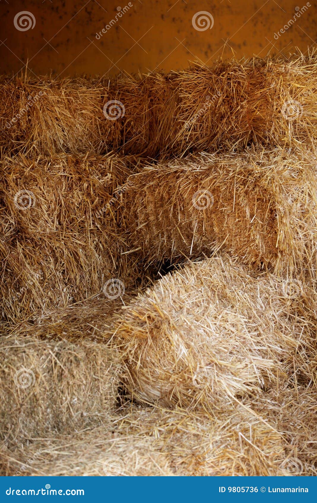 Dry Golden Hay Or Straw Texture Stock Photography | CartoonDealer.com ...