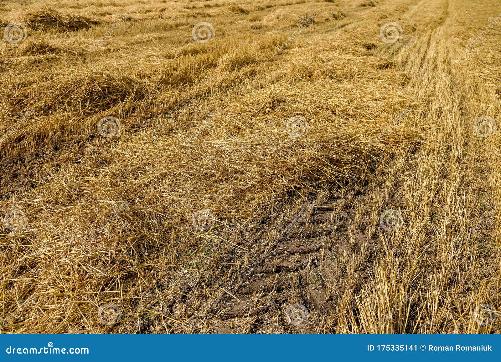 Golden Straw on Field with Machine Trace on Ground Stock Image - Image ...