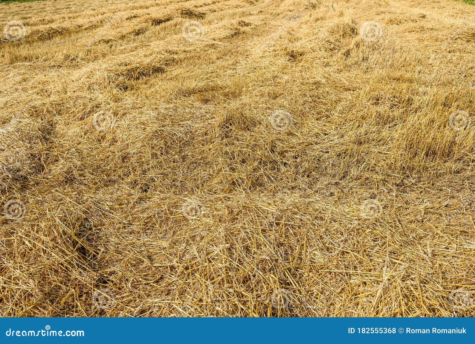 Golden Straw on Field with Machine Trace on Ground Stock Photo - Image ...