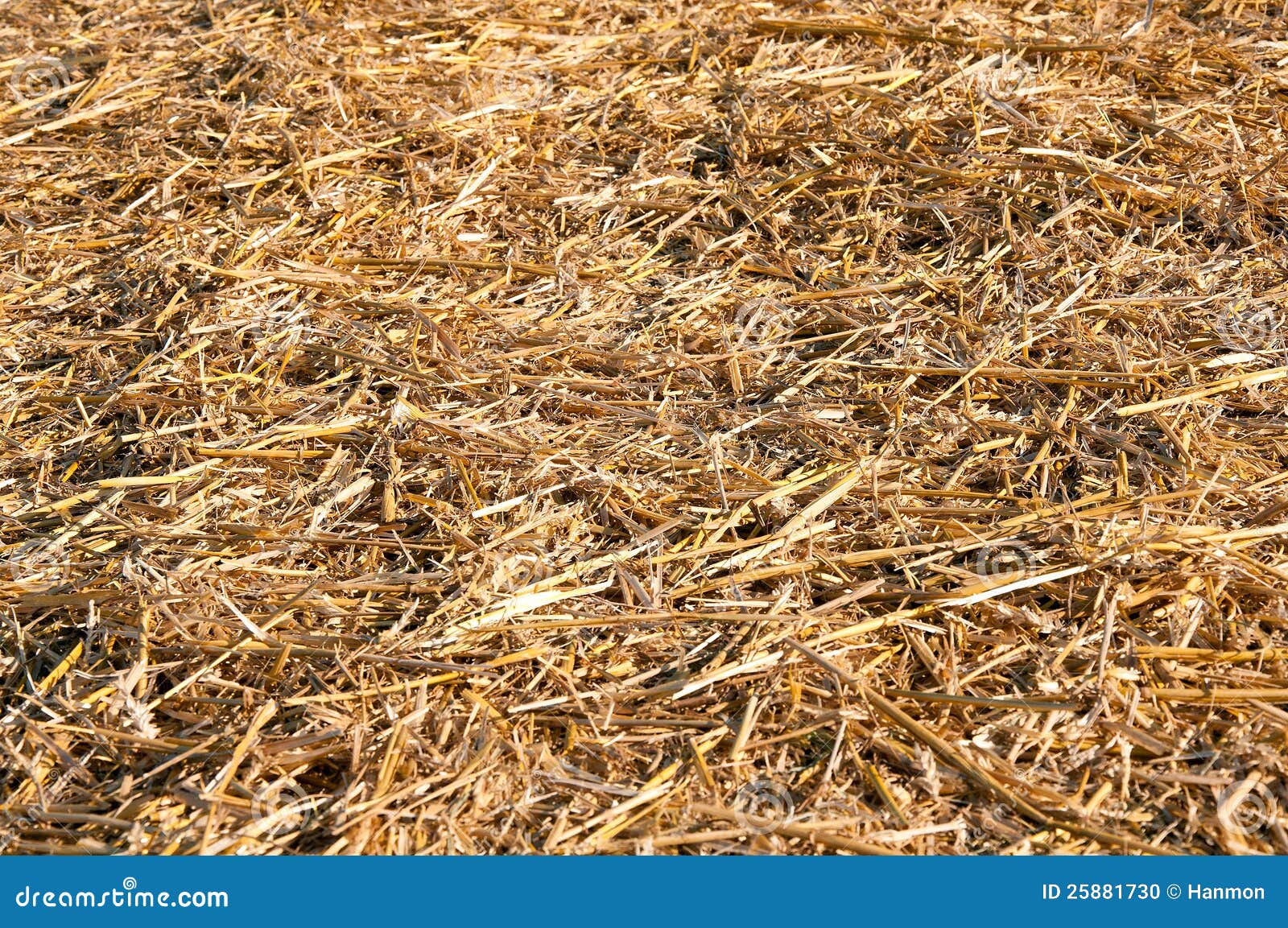 Golden straw texture stock photo. Image of green, field - 25881730