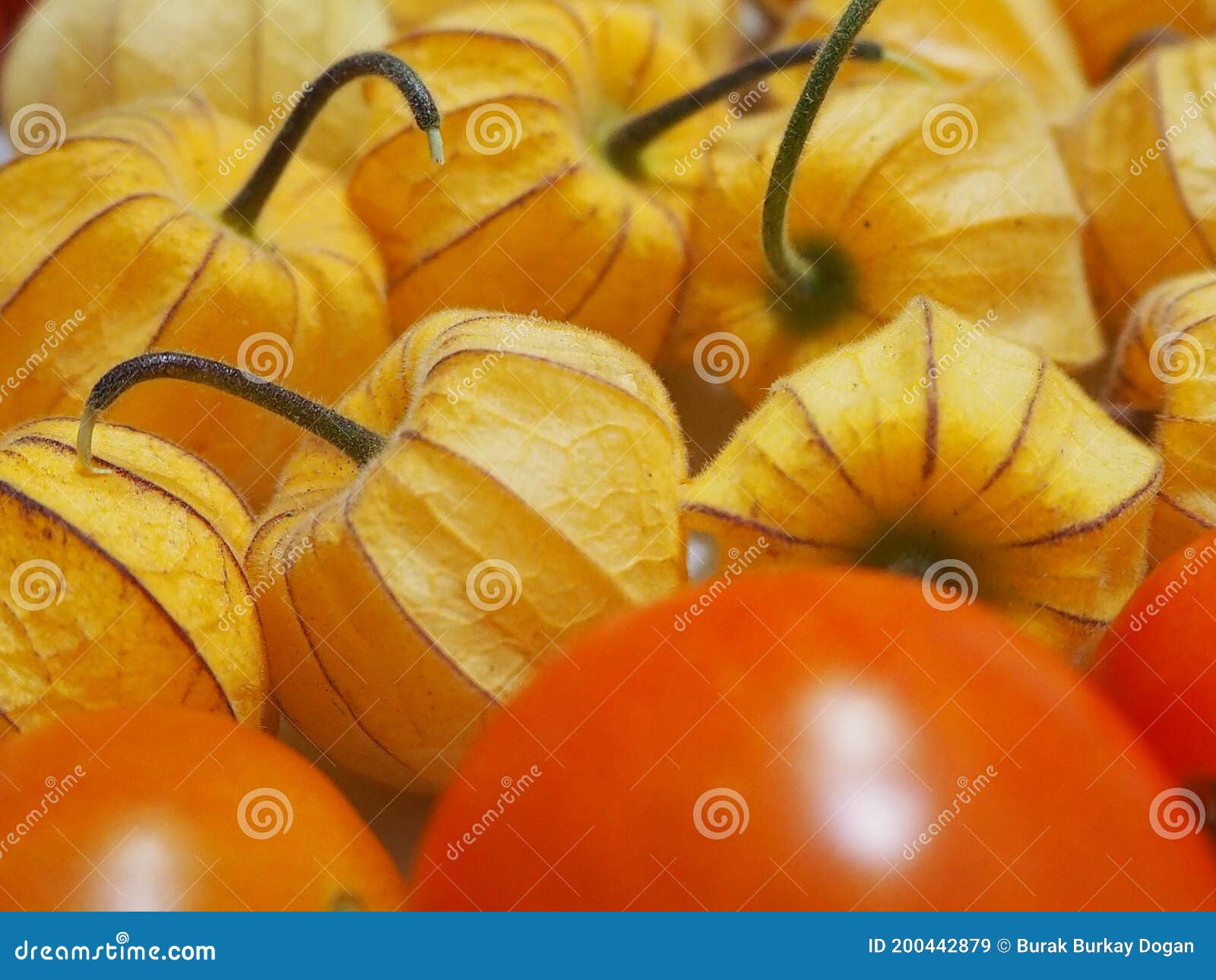 Golden Strawberry and Cherry Tomato Together Stock Image - Image of ...