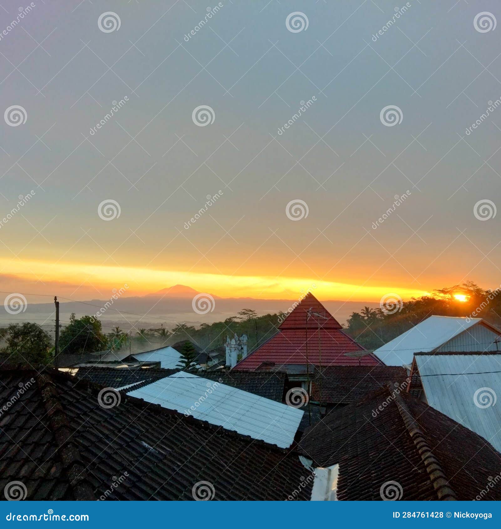 Golden sun rice in java stock photo. Image of golden - 284761428