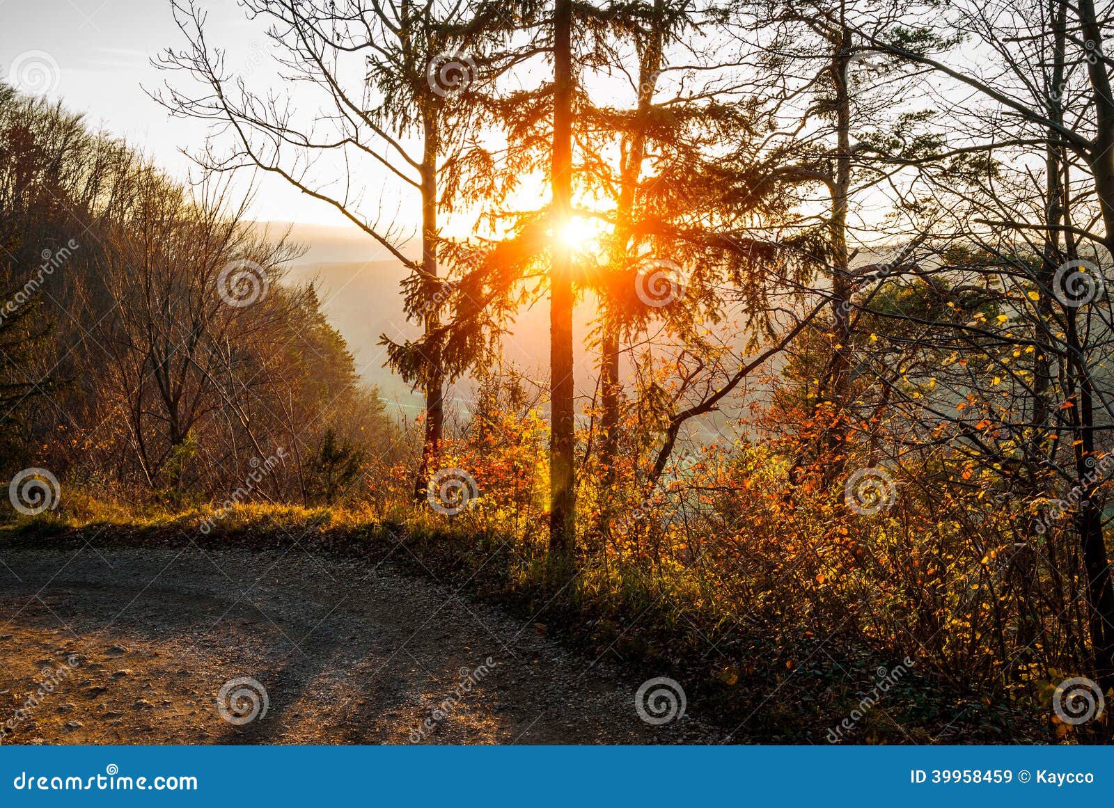 Golden Sun through Trees stock image. Image of morning - 39958459