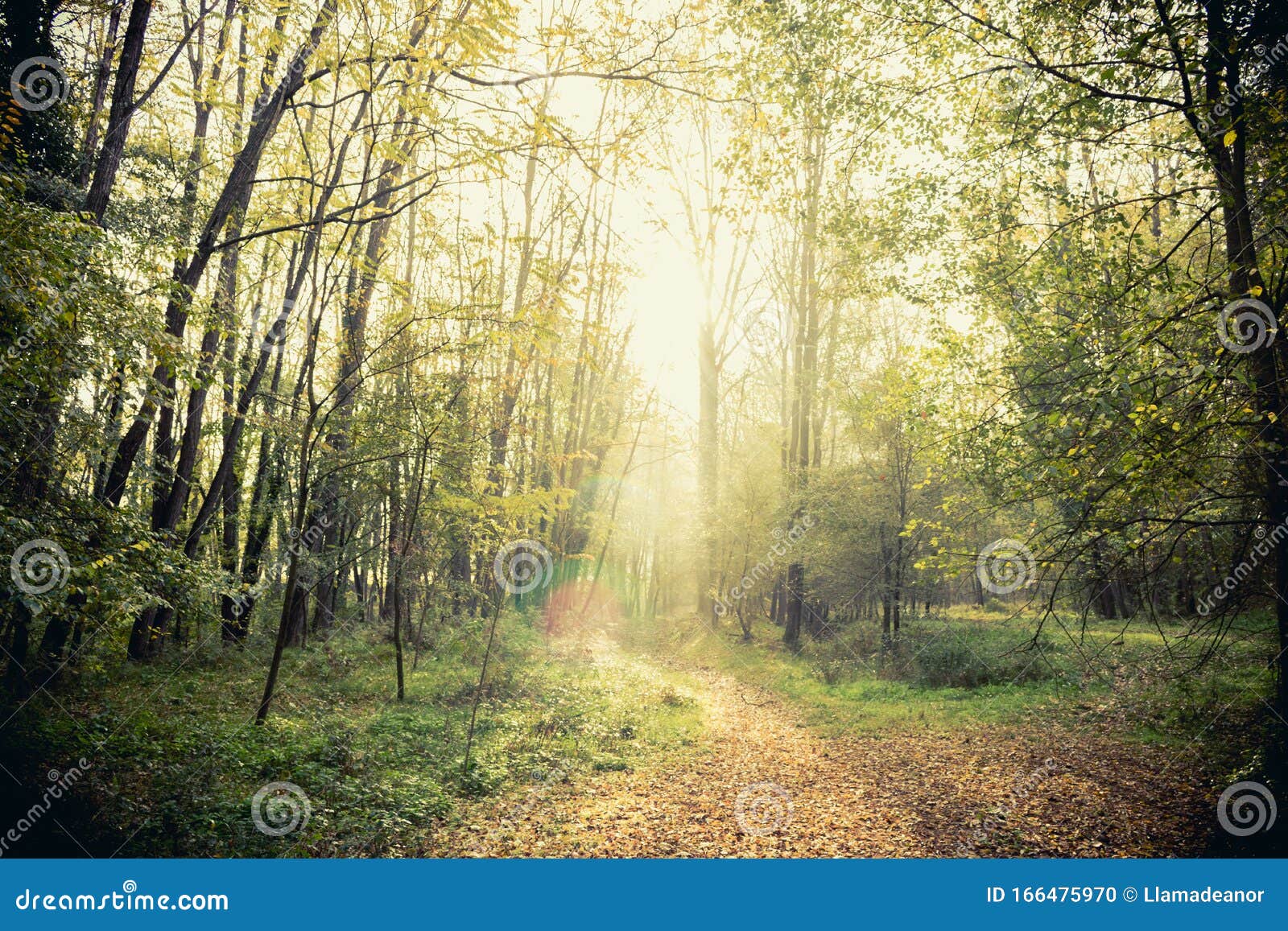 Golden Sunbeams in the Forest Stock Photo - Image of onyar, riveres ...