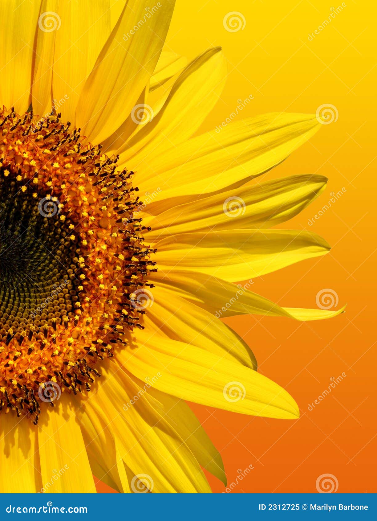 Golden Sunflower Beauty stock image. Image of sunflower - 2312725