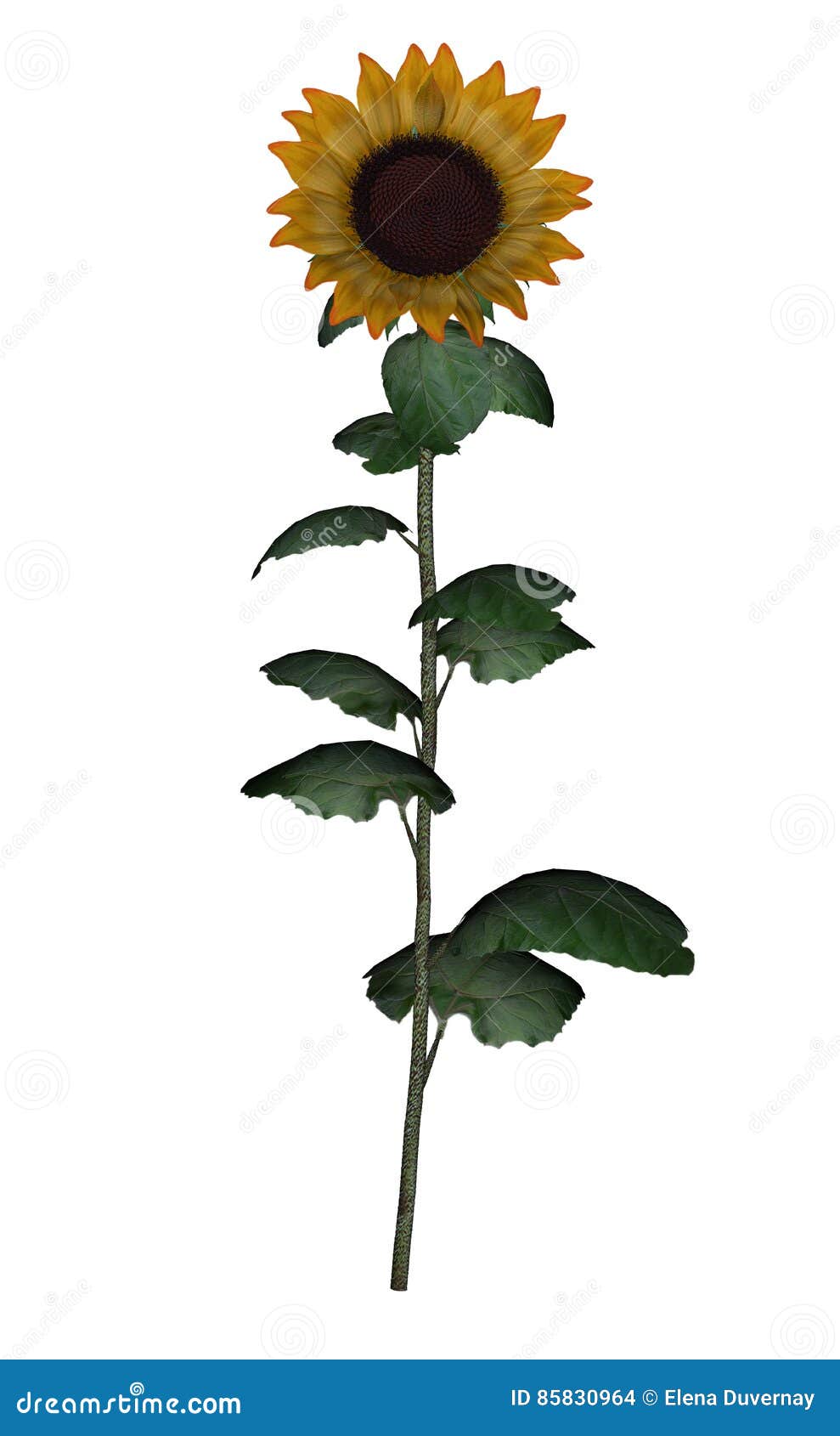 Golden Sunflower - 3D Render Stock Illustration - Illustration of ...