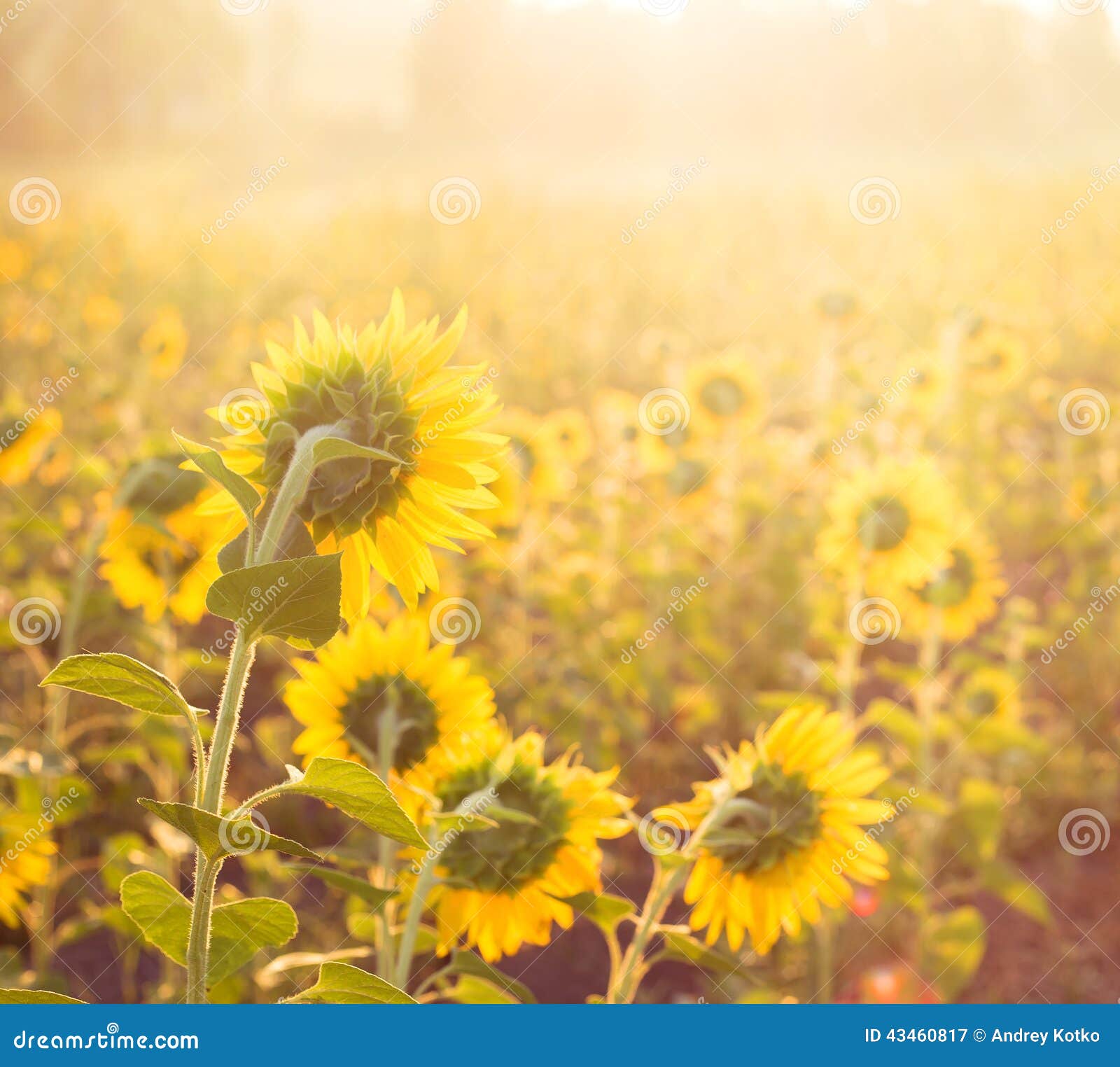 Golden sunflower. stock image. Image of golden, flower - 43460817