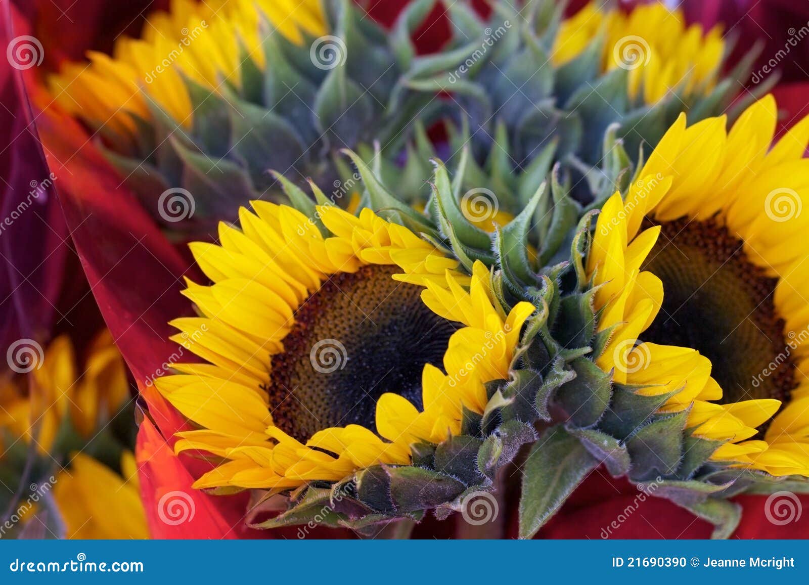 Golden Sunflowers and Textured Leaves Stock Photo - Image of fuzzy ...