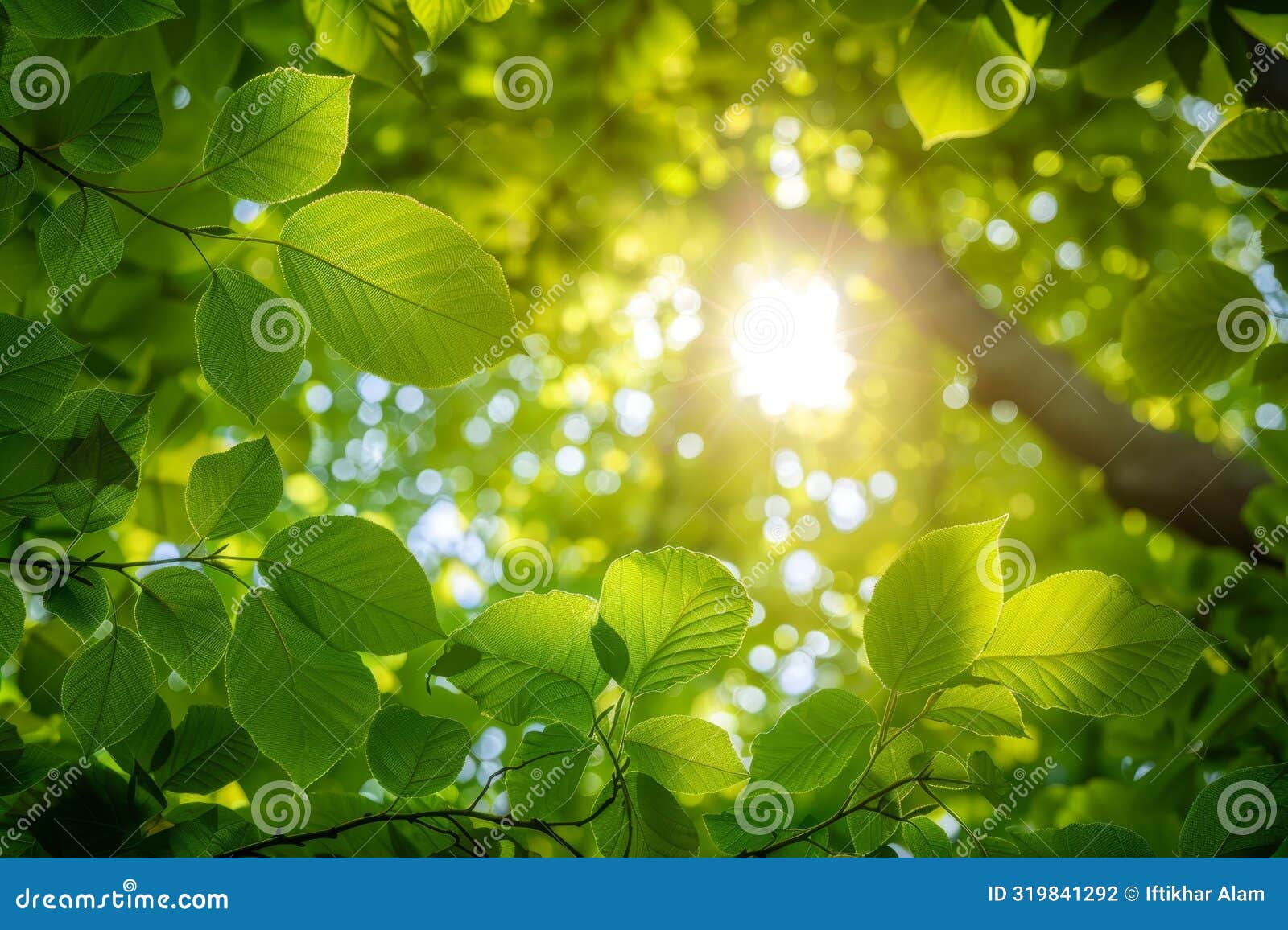 Golden Sunlight Filters through Dense Green Leaves in a Forest Setting ...