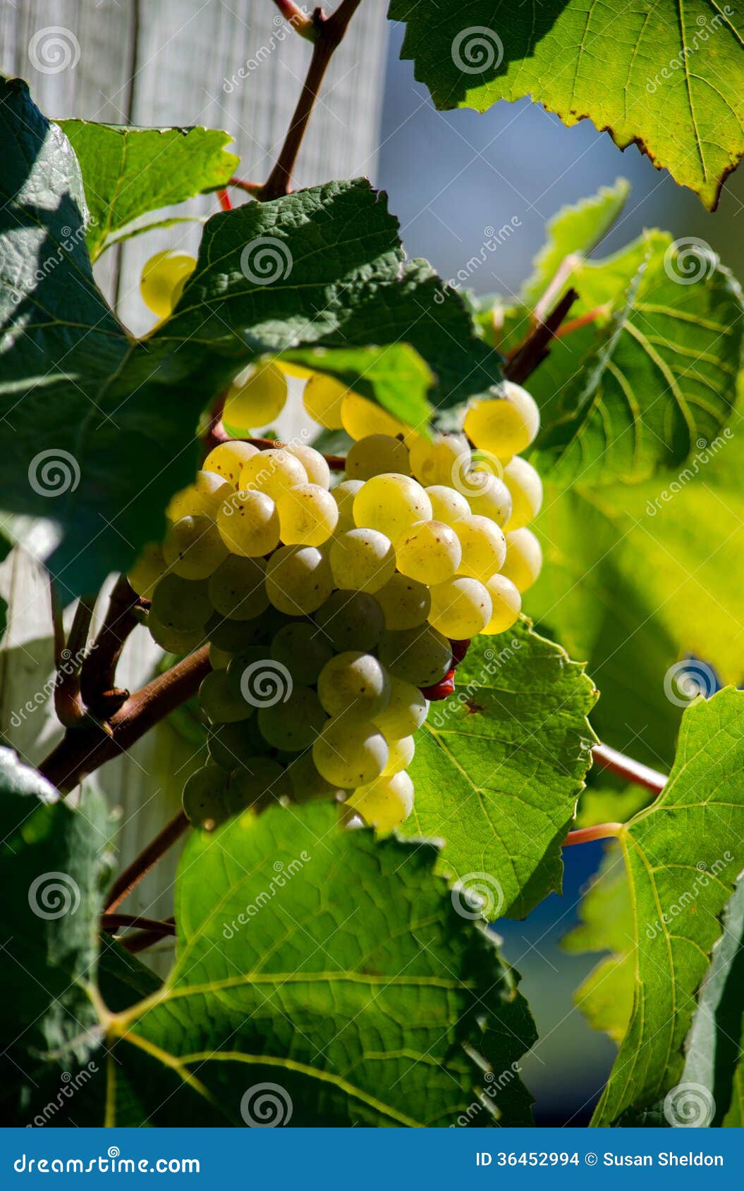 Golden sunlit grapes stock photo. Image of food, fruit - 36452994