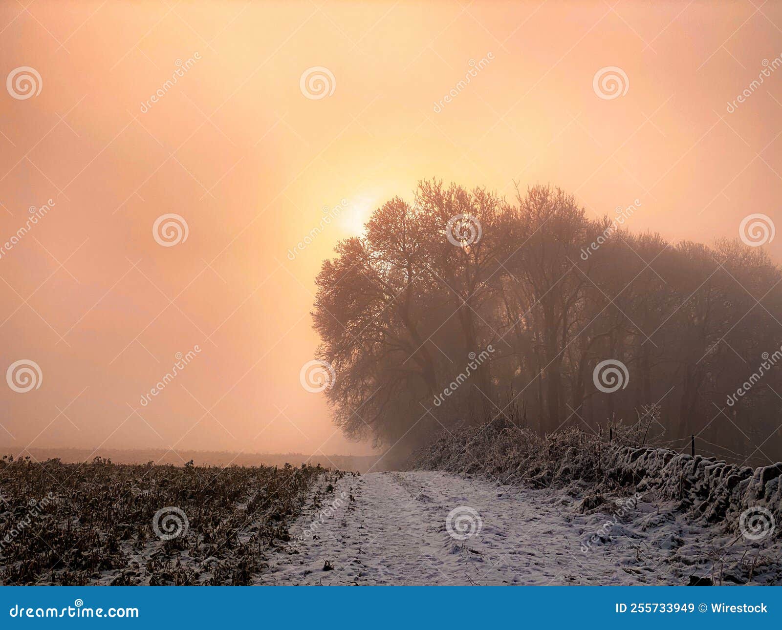Golden Sunrise Over the Trees of the Forest Stock Image - Image of ...