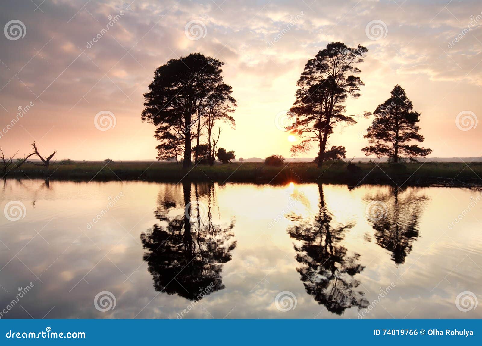 Golden Sunset Behind Pine Trees Reflected in Lake Stock Photo - Image ...