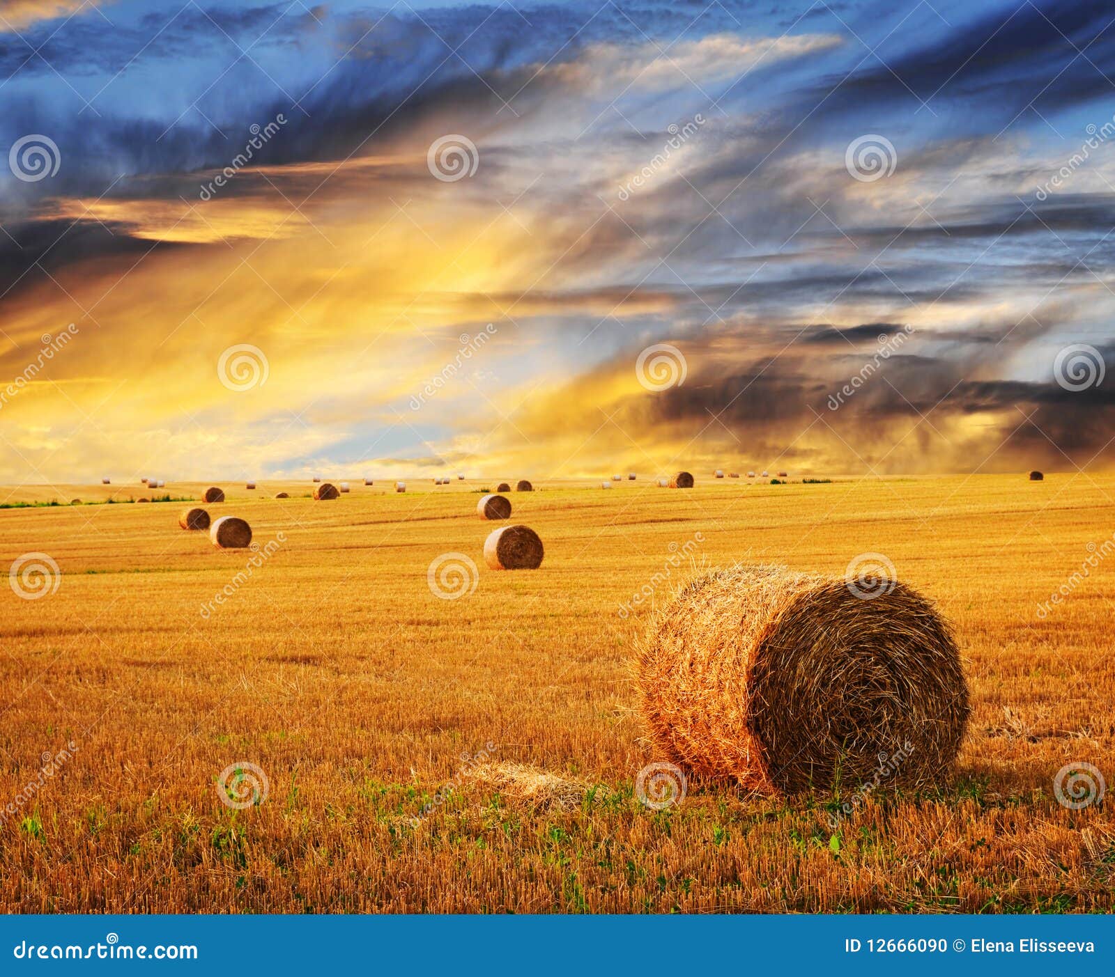 Golden Sunset Over Farm Field Stock Photo - Image of autumn, dramatic ...
