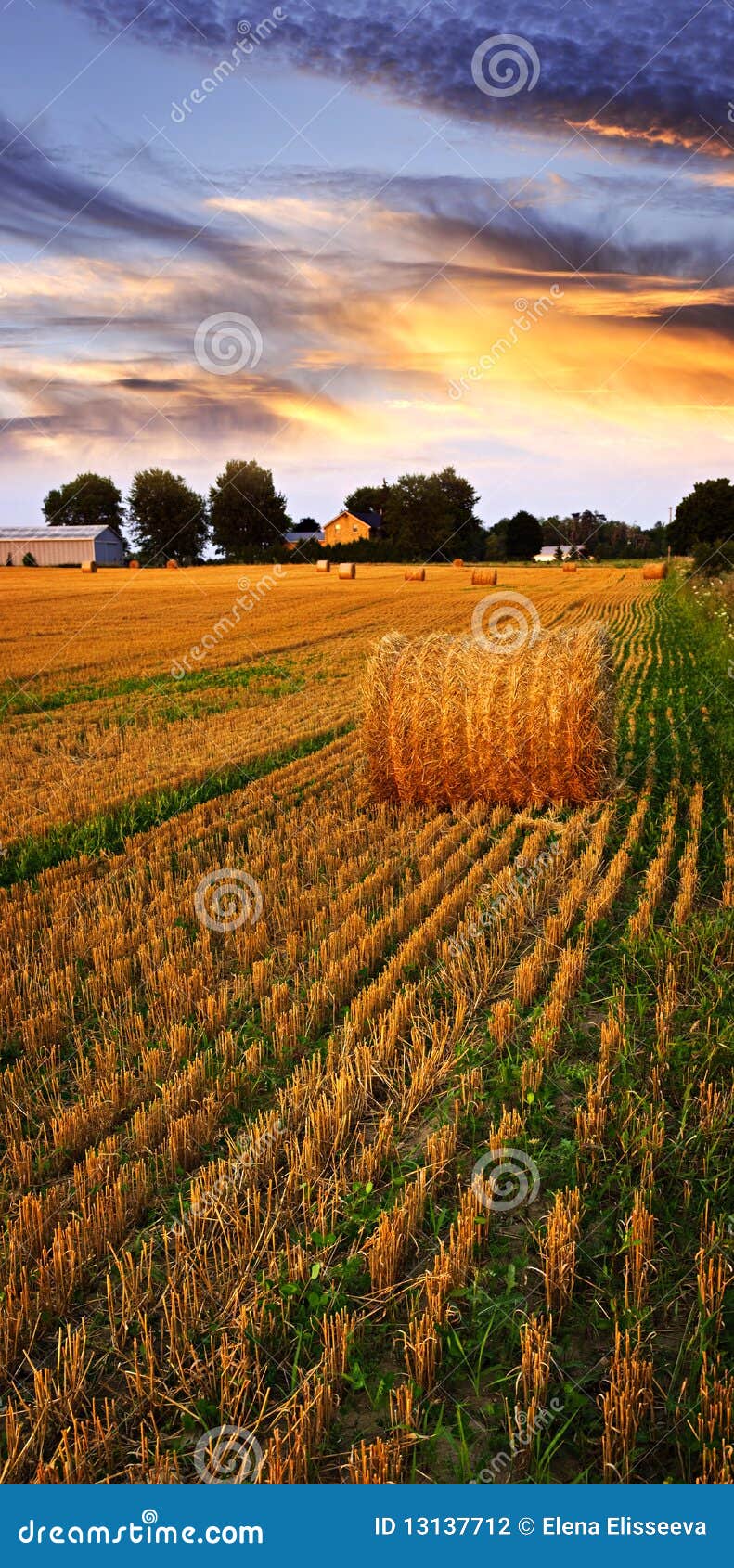 Golden Sunset Over Farm Field Stock Photo - Image of natural, farm ...