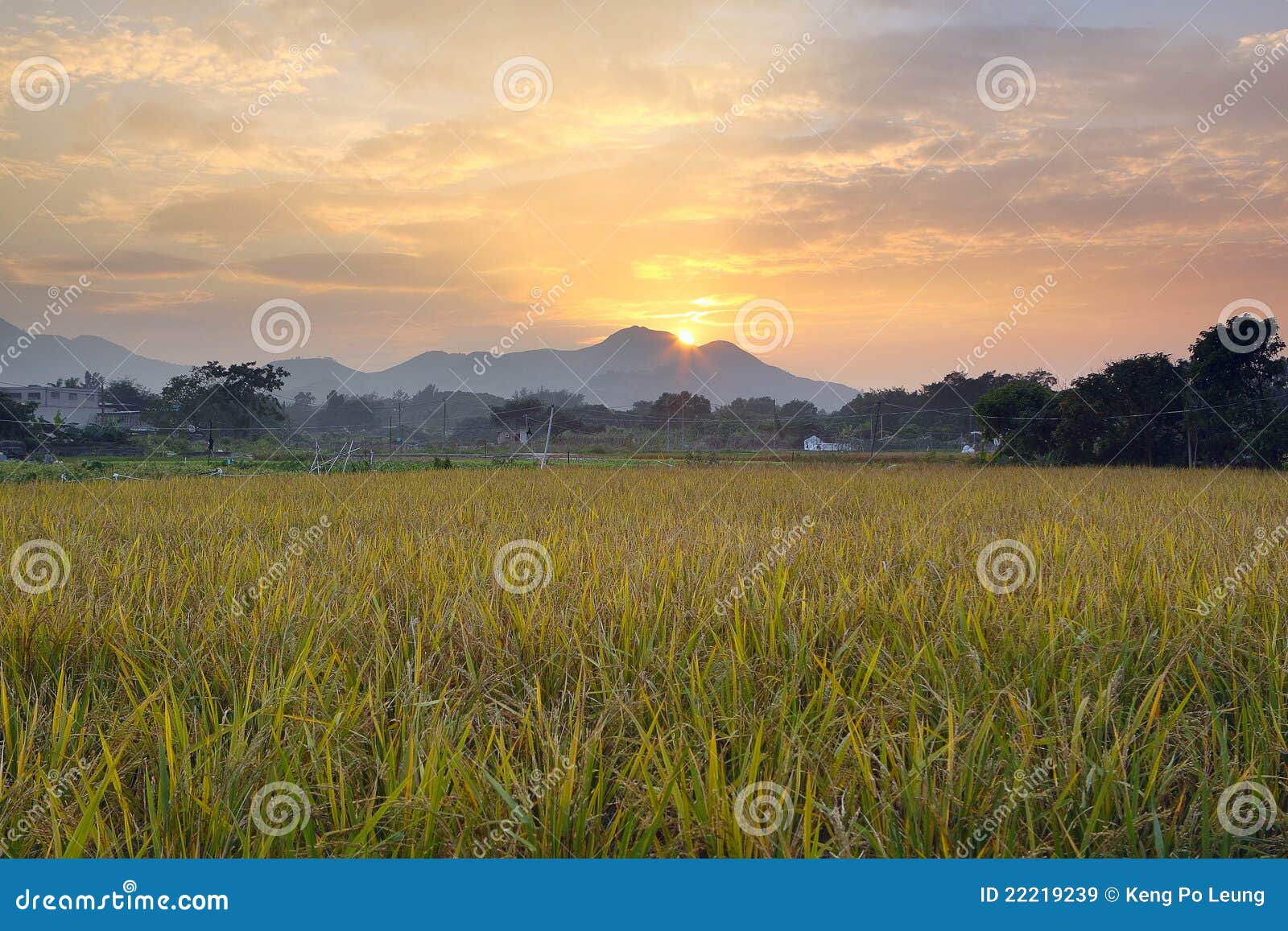 Golden Sunset Over Farm Field Stock Image - Image of farm, hayroll ...