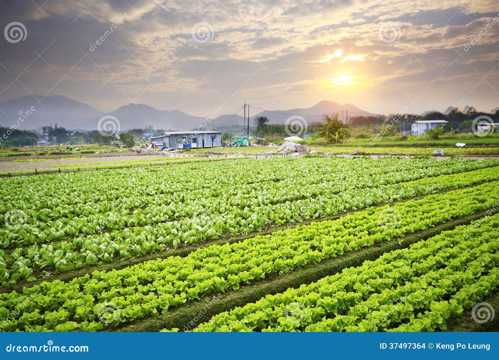 Golden Sunset Over Farm Field Stock Photo - Image of golden, farm: 37497364