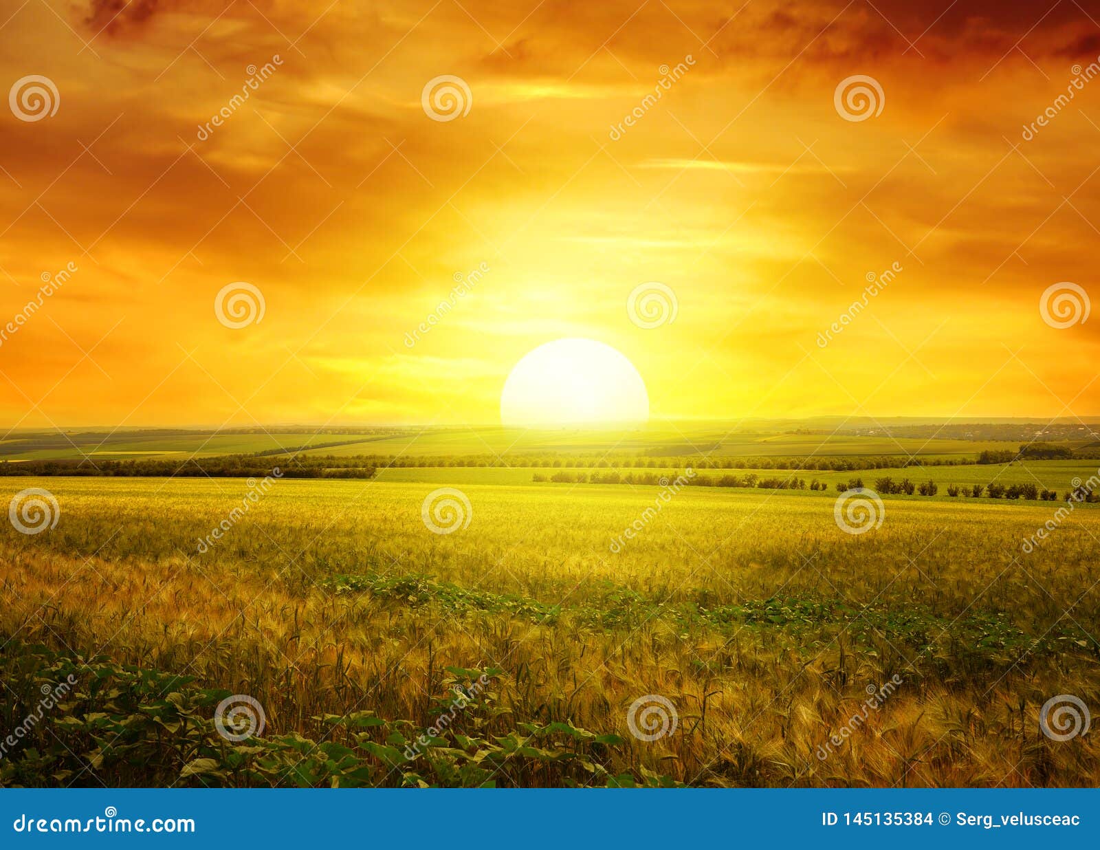 Golden sunset over field stock photo. Image of daybreak - 145135384