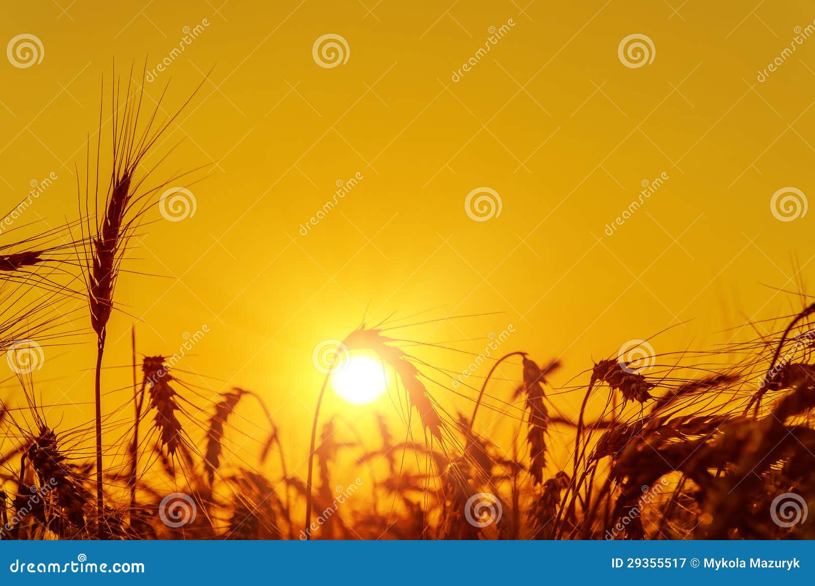 Golden Sunset Over Harvest Field Stock Image - Image of country ...