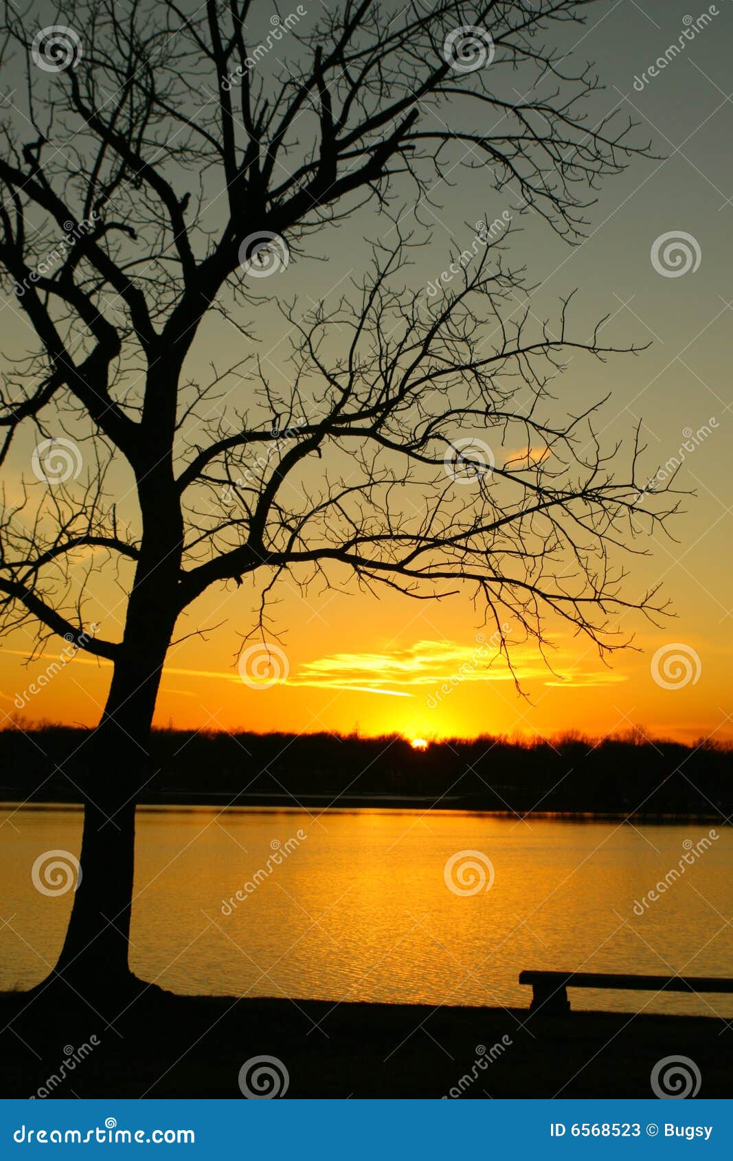 Golden Sunset Over Lake with Tree Stock Image - Image of sunrise ...