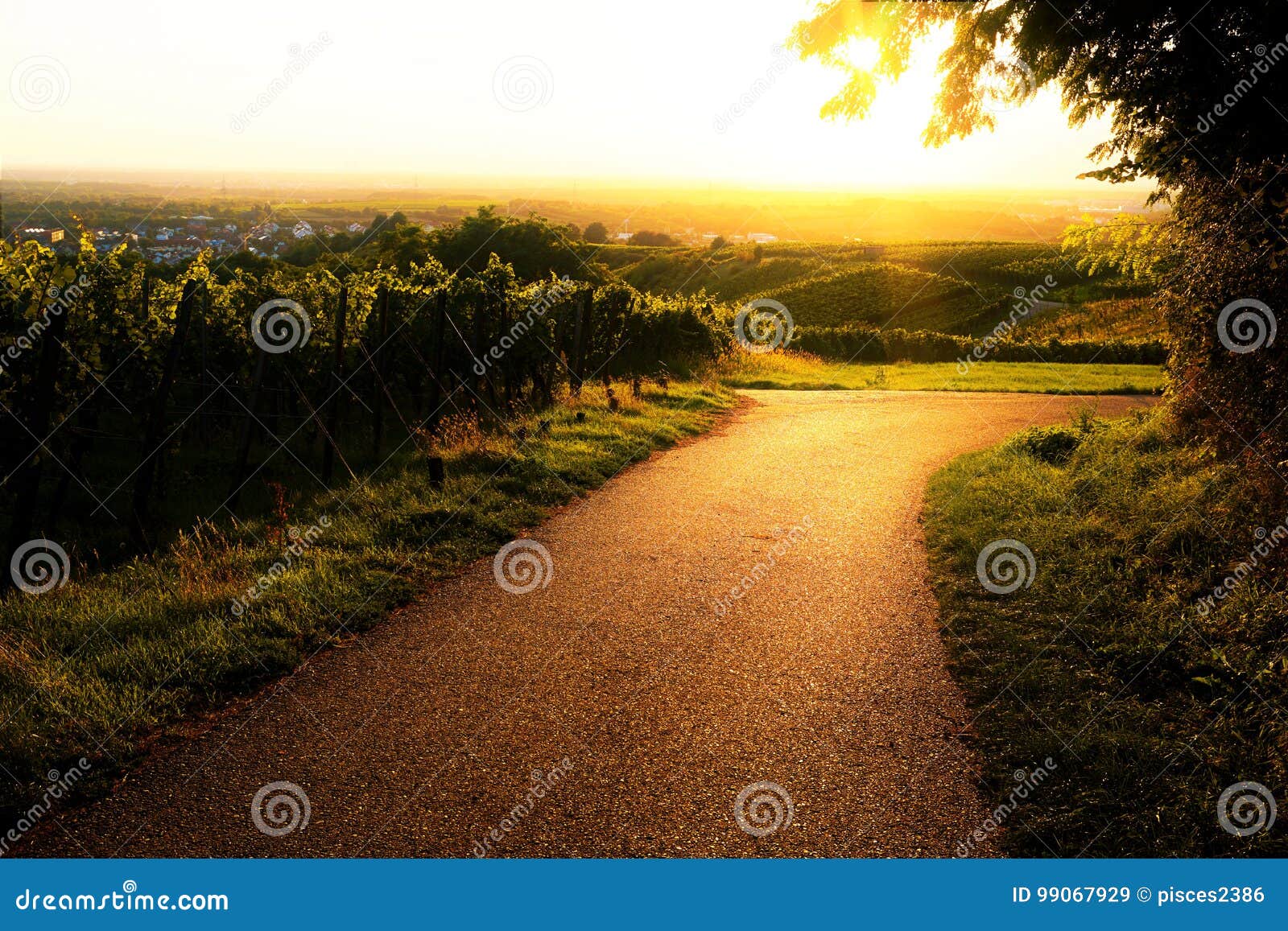 Sunset Over a Path in the Vineyard Stock Image - Image of grape, europe ...