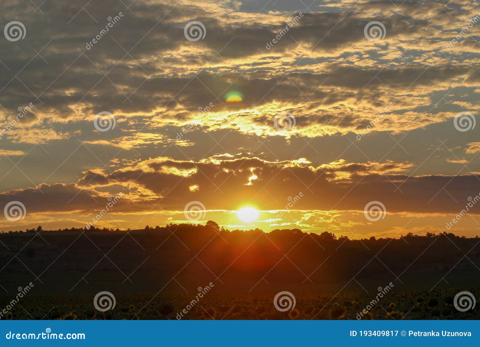 Golden Sunset Over Sunflower Fields, Mystical Clouds in the Sky Stock ...