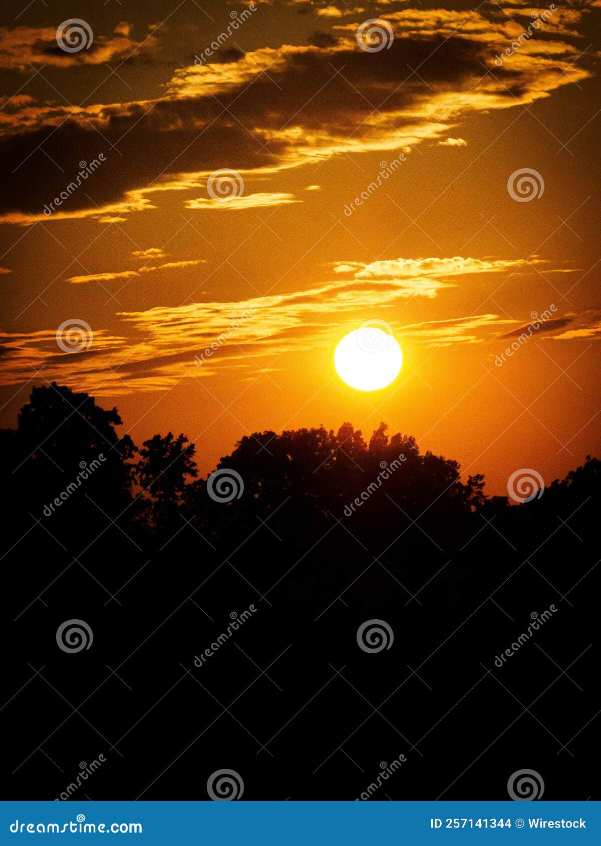 Golden Sunset Over the Trees Stock Photo - Image of environment ...