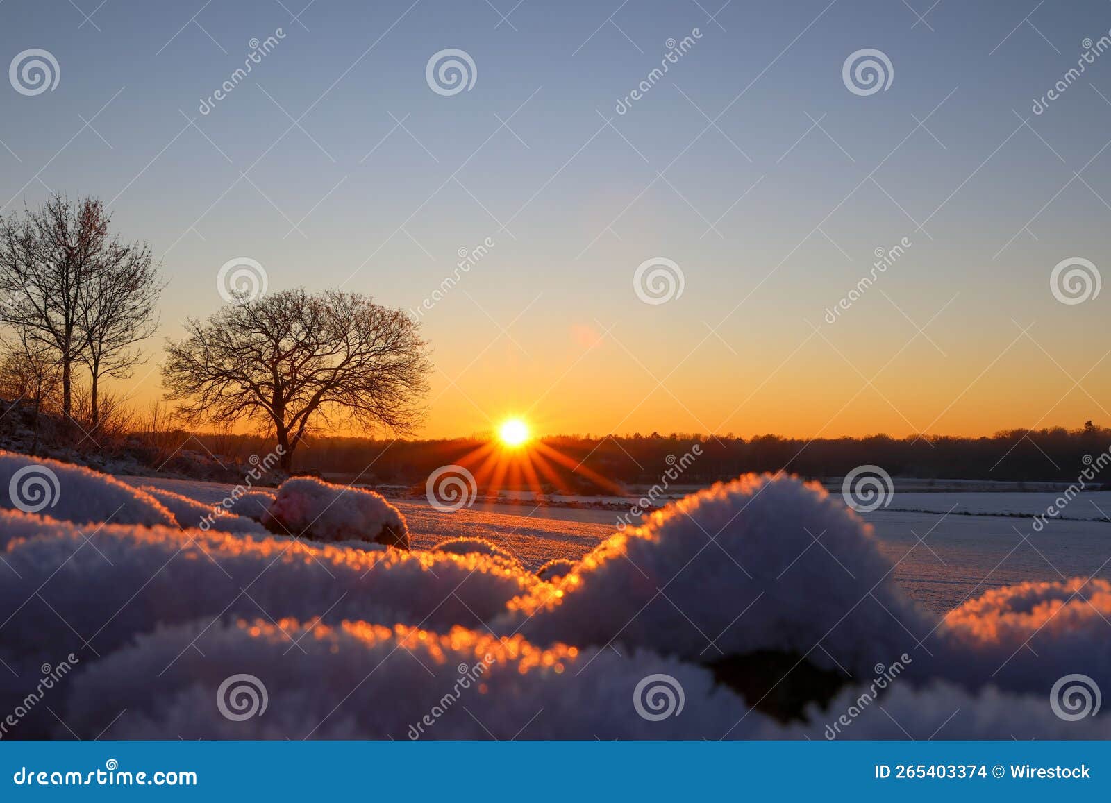 Golden Sunset Over the Trees Stock Photo - Image of nature, rural ...