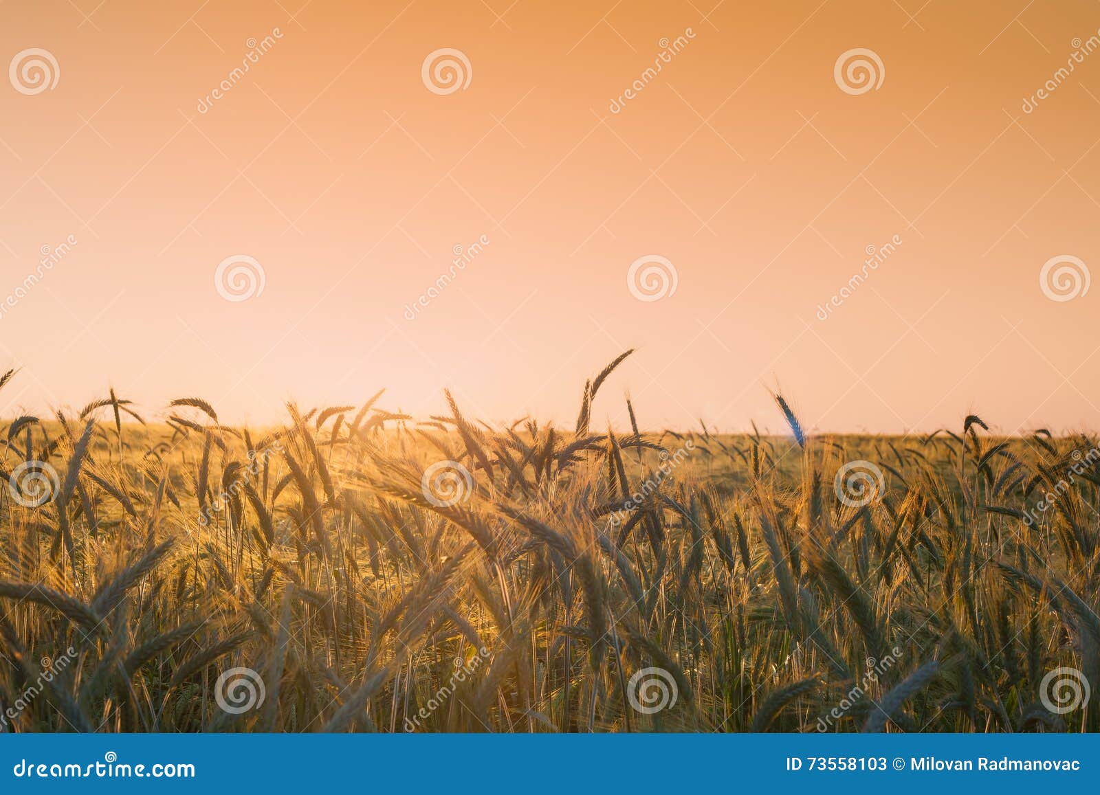 Golden Sunset Over Wheat Field Stock Image - Image of landscape, scenic ...
